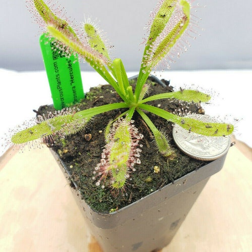 Drosera Prolifera-live Carnivorous Plant - Etsy