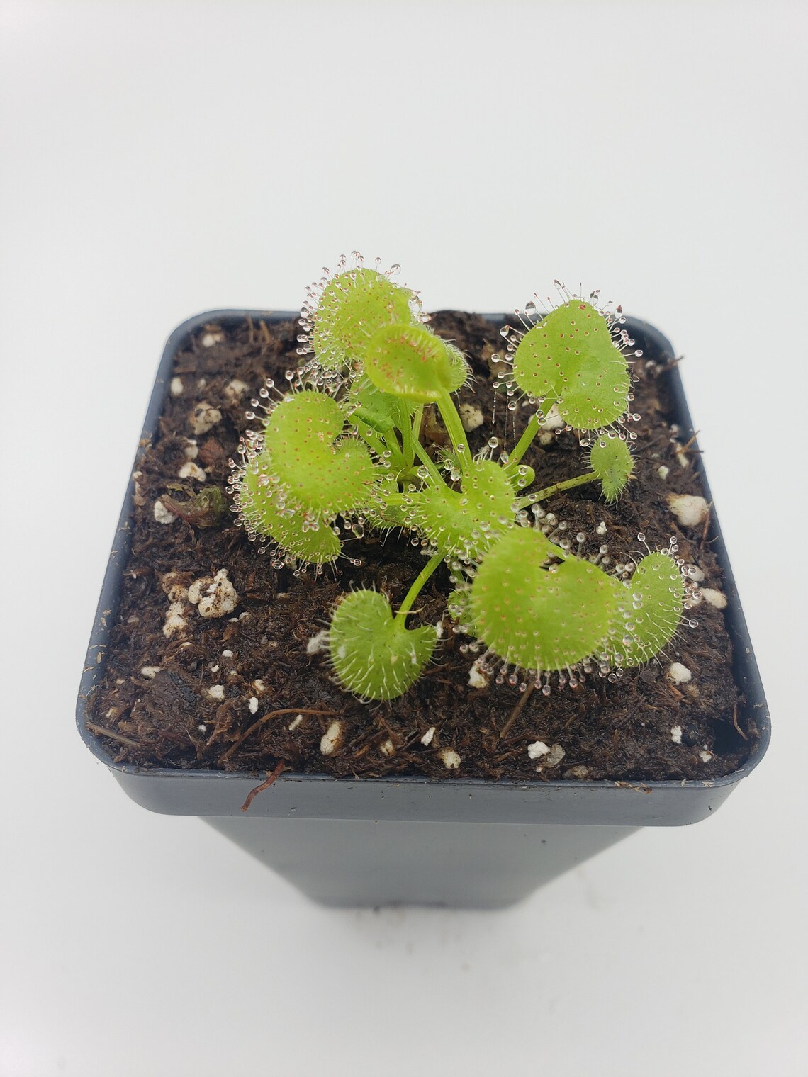 Drosera Prolifera-live Carnivorous Plant - Etsy