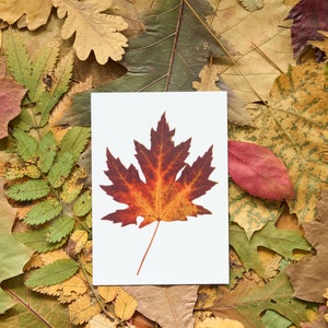 Postcards | Autumn Leaves | Fall | Postcard Set | Nature Photography ...