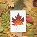 Postcards Autumn Leaves Fall Postcard Set Nature Photography Leaves ...