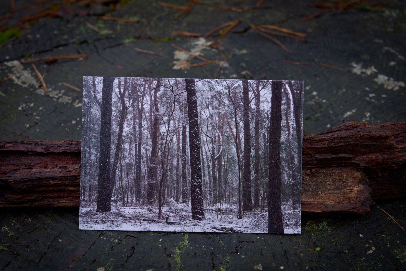 Postcards Winter Vibes Nature Snow Frost Postcard Set Nature ...