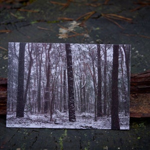 Postcards Winter Vibes Nature Snow Frost Postcard Set Nature ...