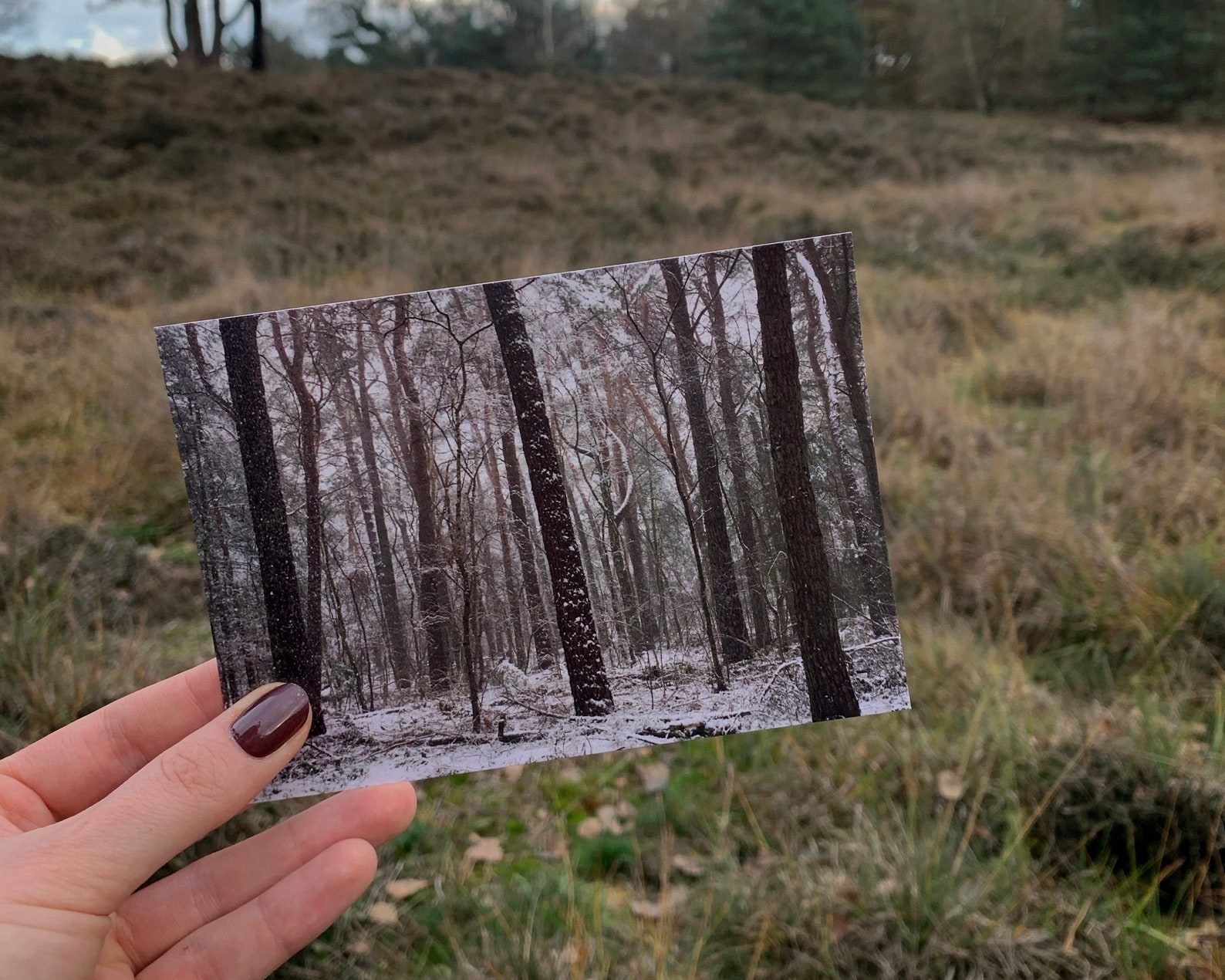 Postcards Winter Vibes Nature Snow Frost Postcard Set Nature ...