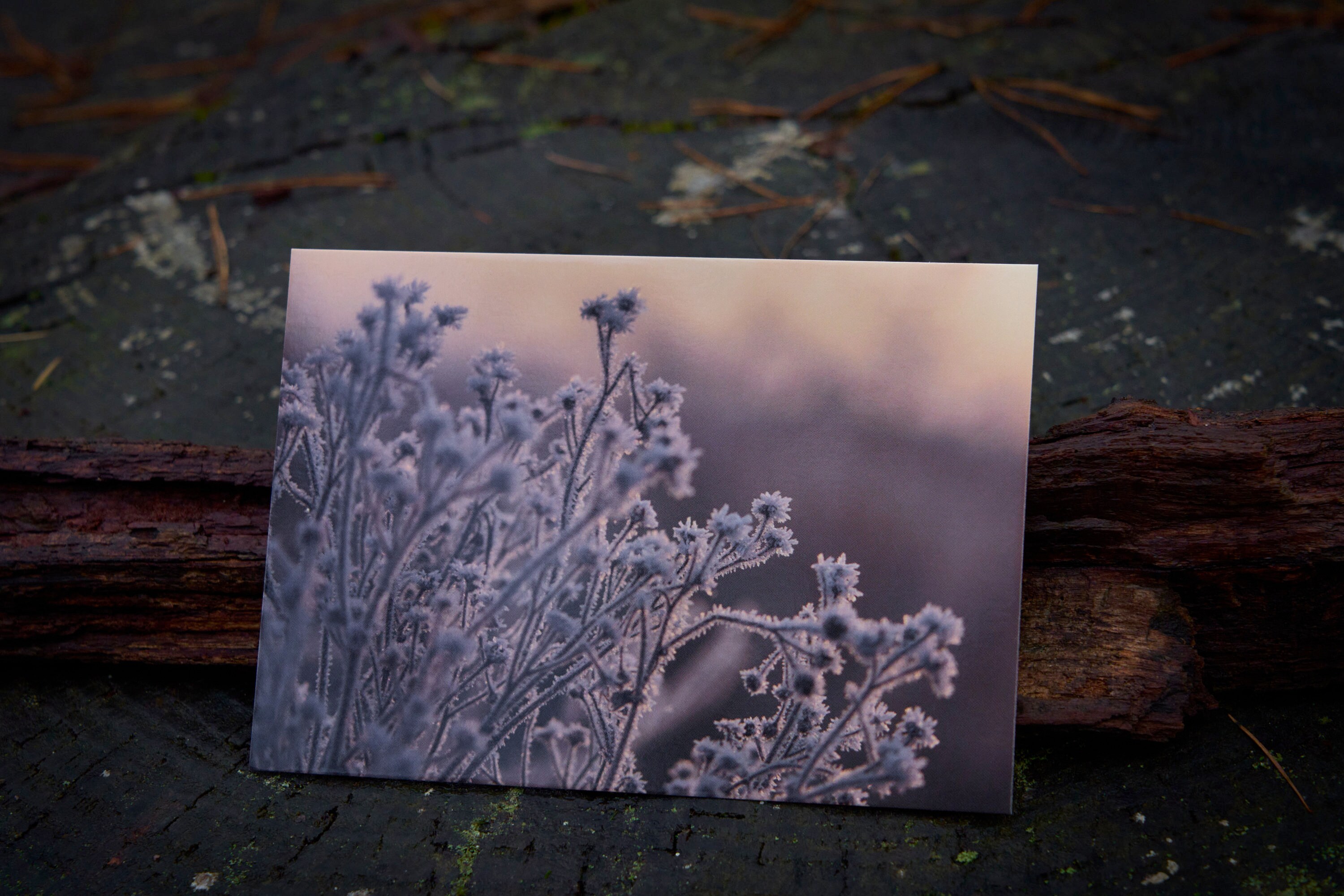 Postcards Winter Vibes Nature Snow Frost Postcard Set Nature ...
