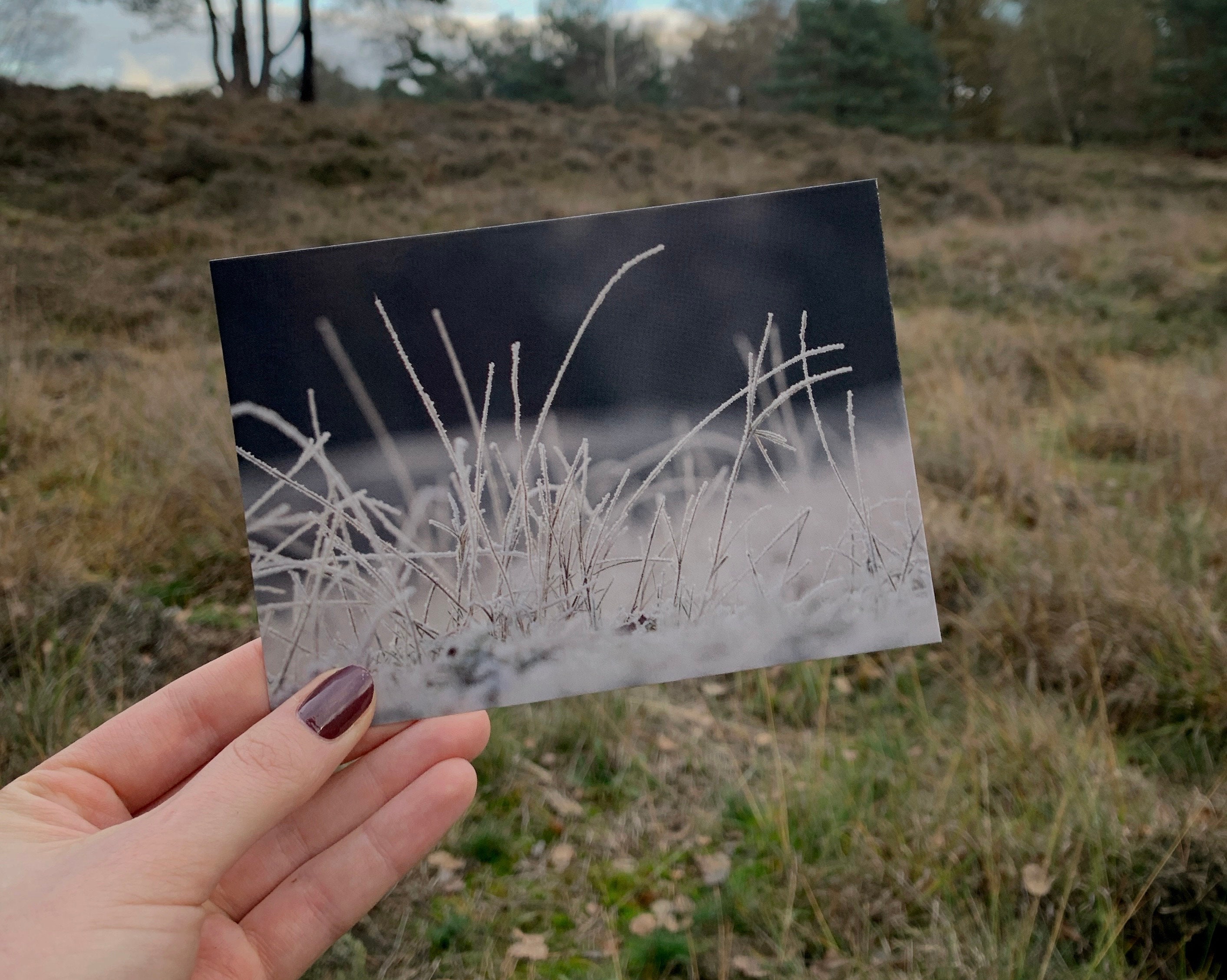 Postcards Winter Vibes Nature Snow Frost Postcard Set Nature ...