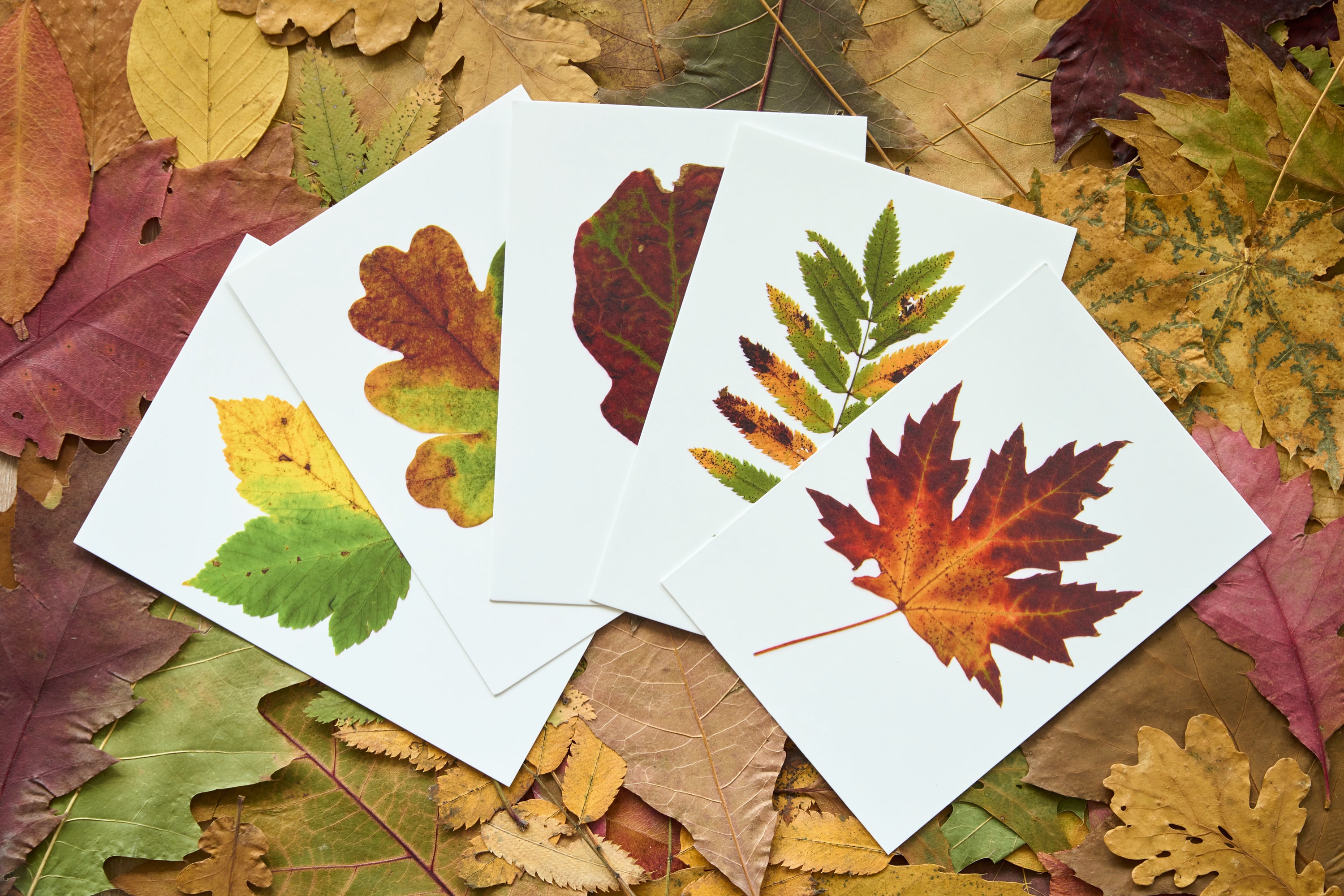 Postcards Autumn Leaves Fall Postcard Set Nature Photography Leaves ...