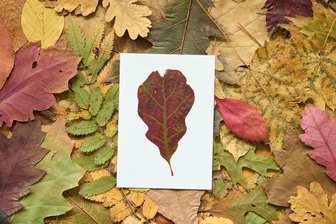 Postcards Autumn Leaves Fall Postcard Set Nature Photography Leaves ...