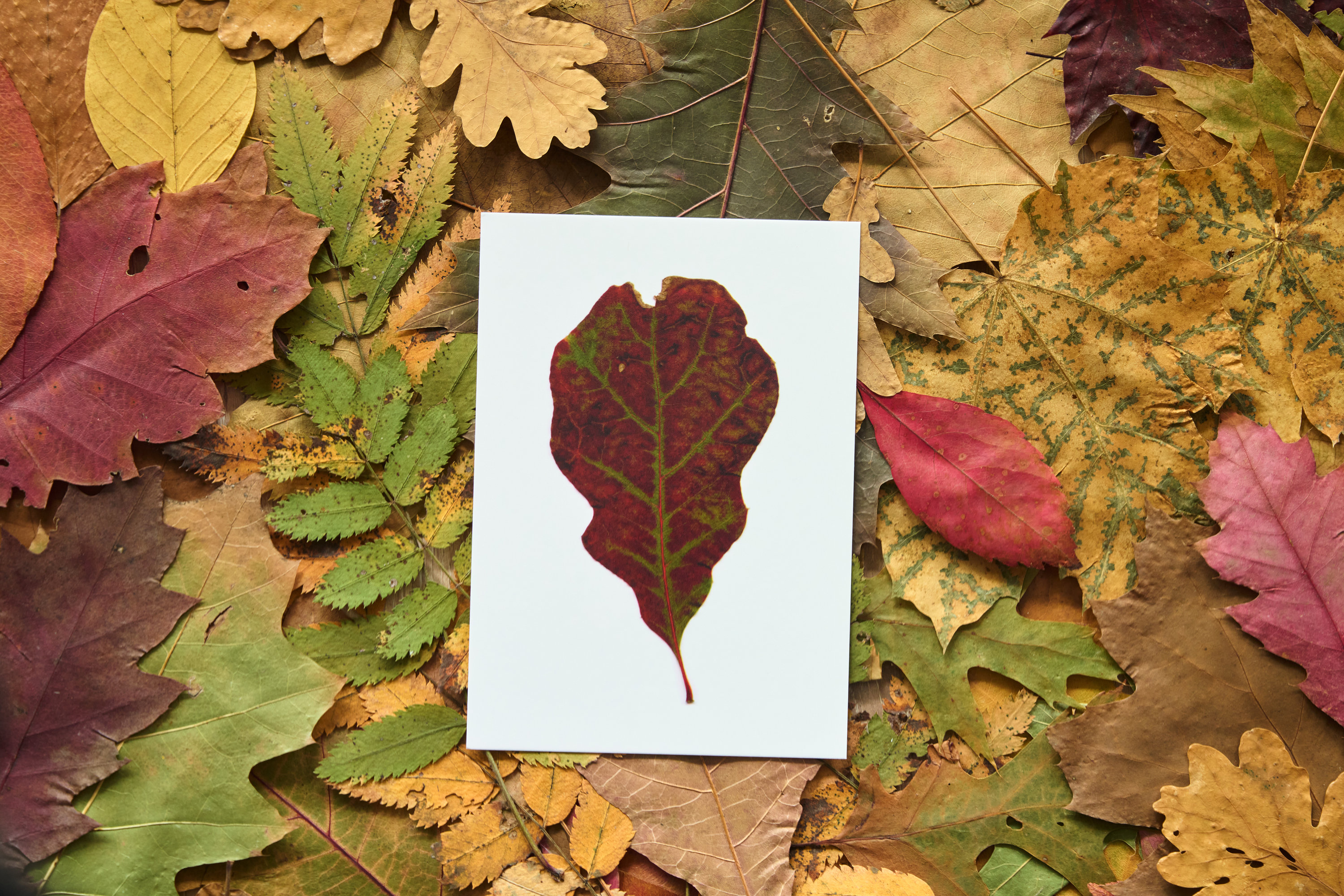 Postcards Autumn Leaves Fall Postcard Set Nature Photography Leaves ...