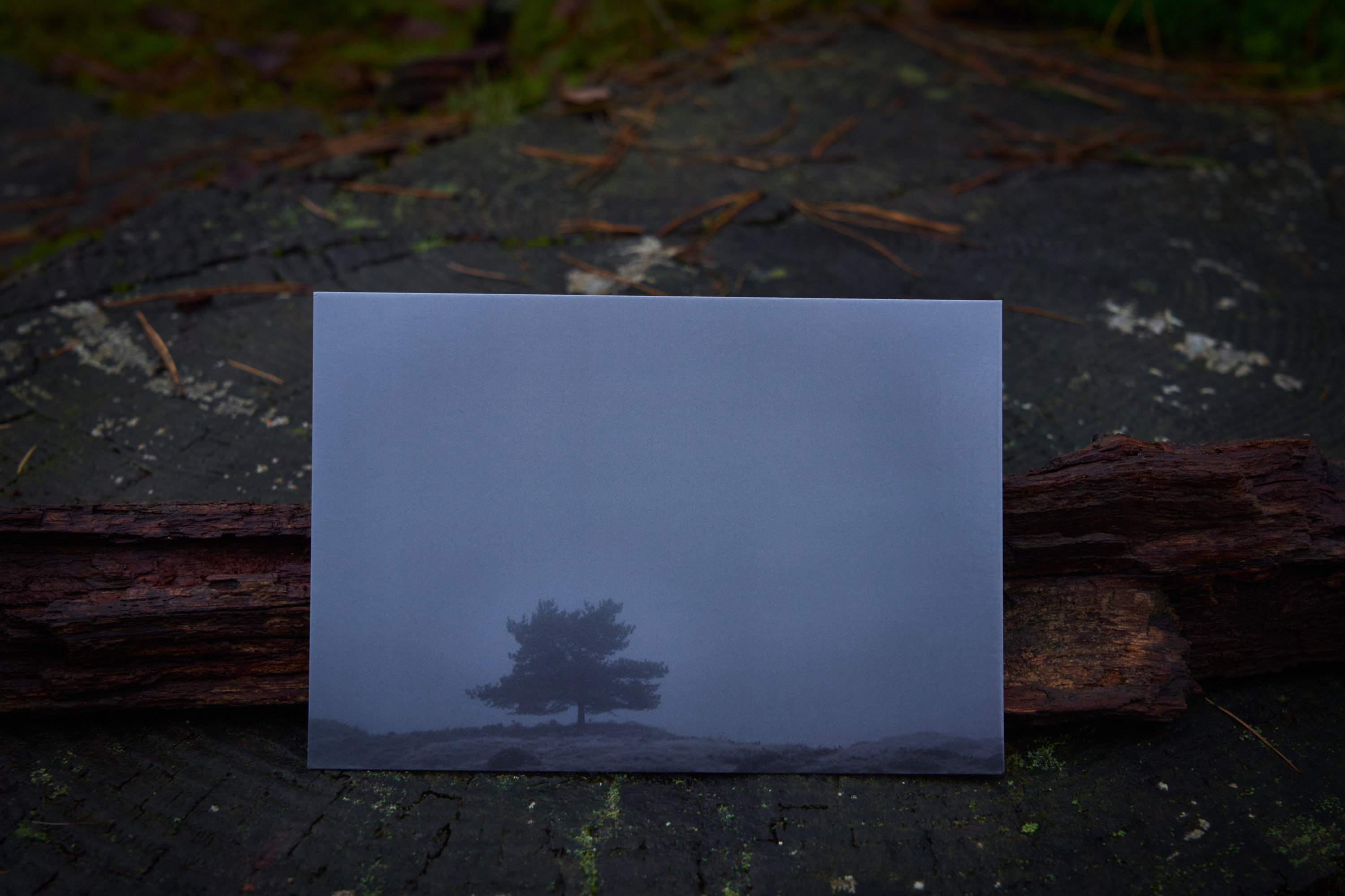 Postcards Winter Vibes Nature Snow Frost Postcard Set Nature ...