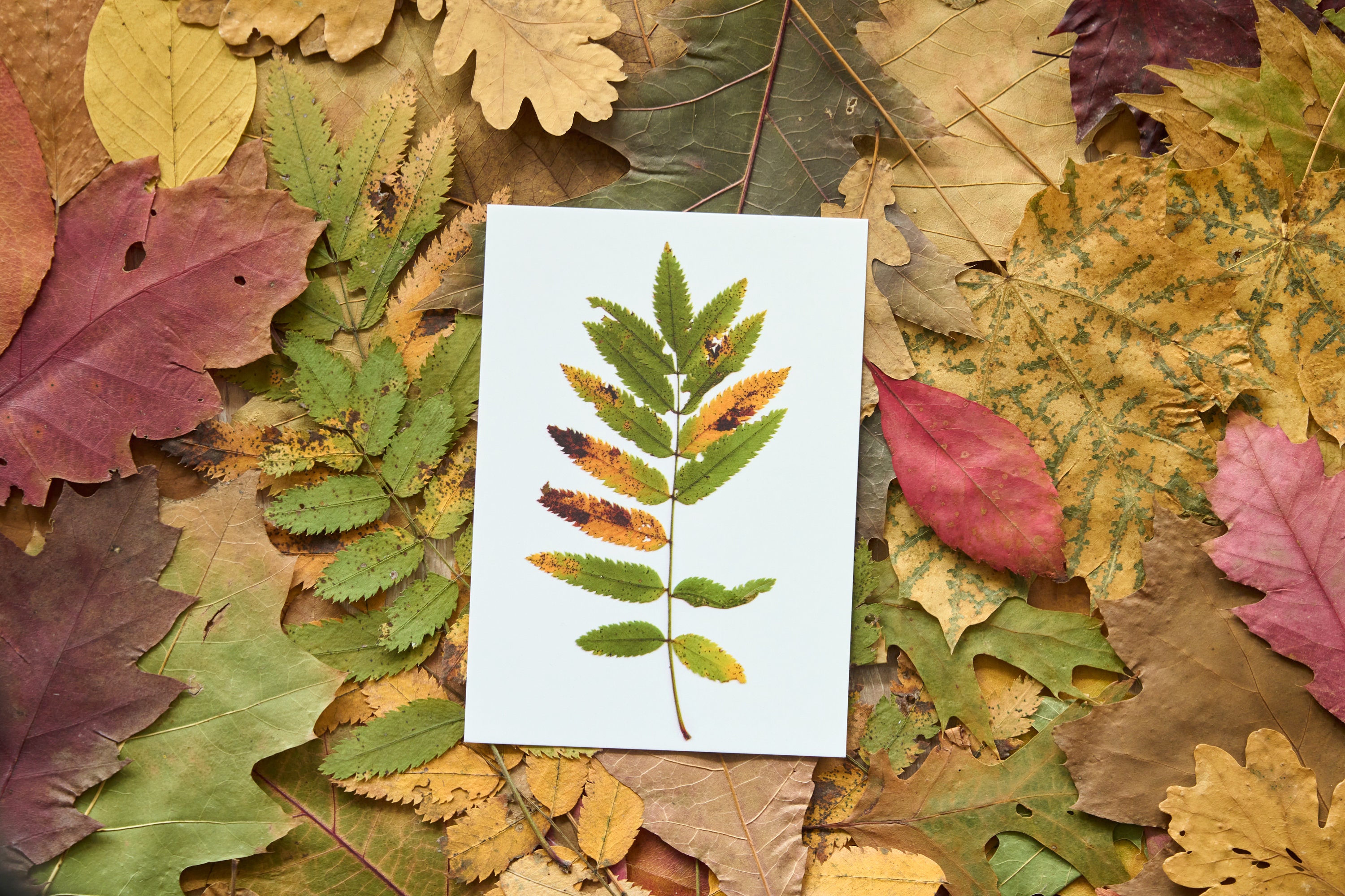 Postcards | Autumn Leaves | Fall | Postcard Set | Nature Photography ...