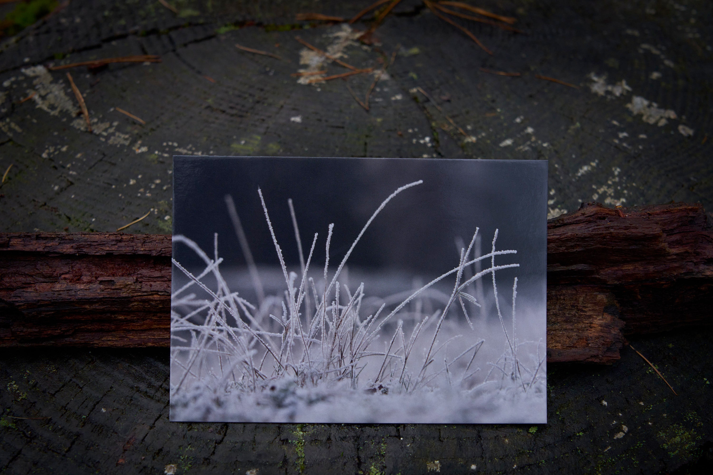 Postcards Winter Vibes Nature Snow Frost Postcard Set Nature ...