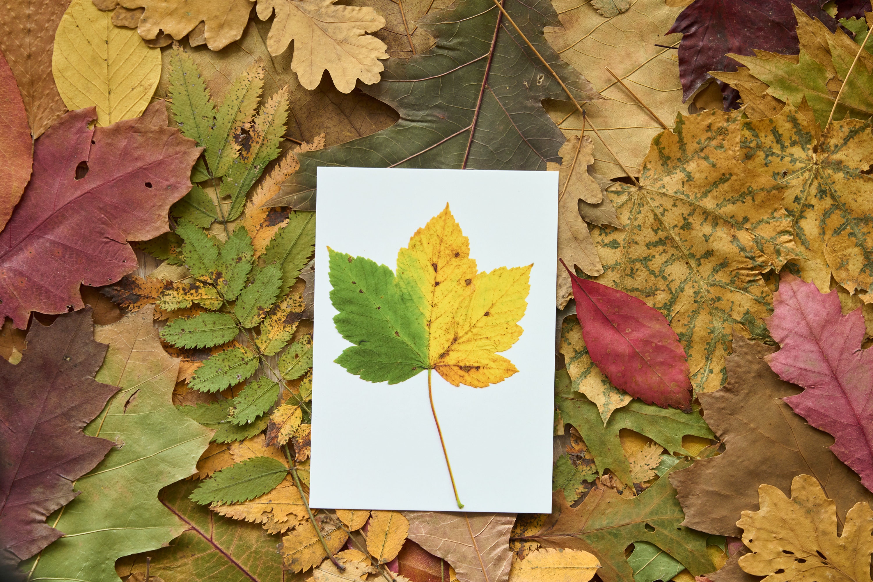 Postcards Autumn Leaves Fall Postcard Set Nature Photography Leaves ...