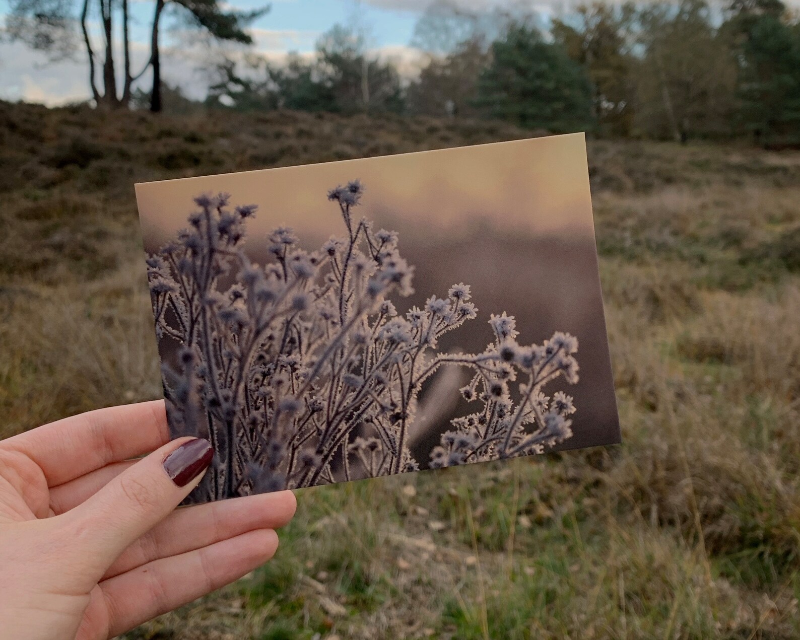 Postcards Winter Vibes Nature Snow Frost Postcard Set Nature ...