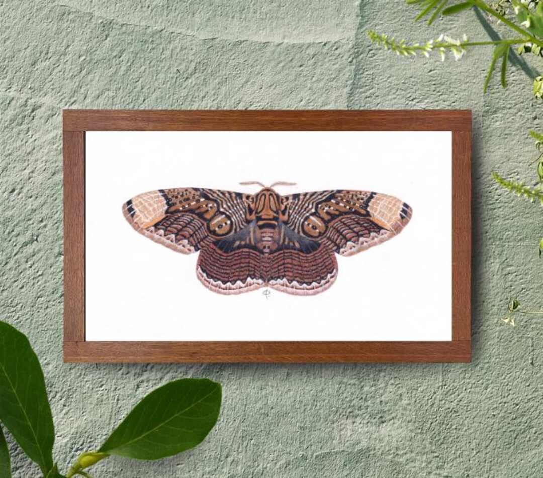 Illustration A4 / Owl Moth / Brahmaea Wallichii / Brahmaeid-owl ...