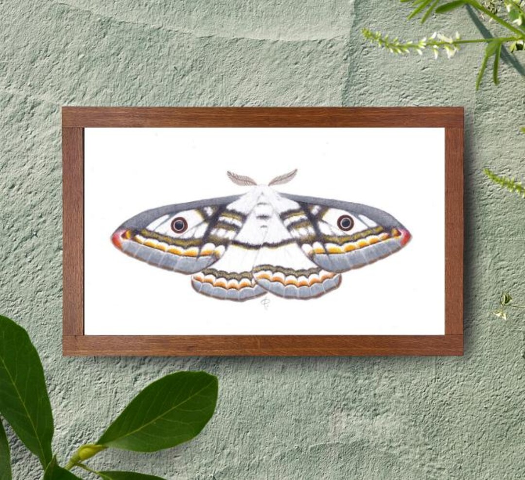 Illustration A5 / Moth / Marbled Emperor Moth / Heniocha Apollonia ...