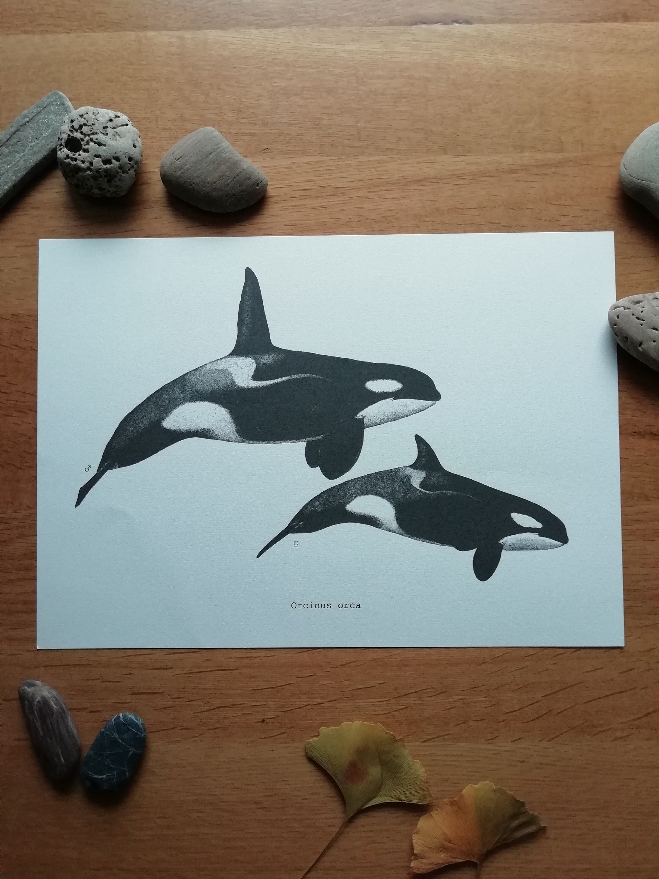 Orca Whale Pencil Drawing
