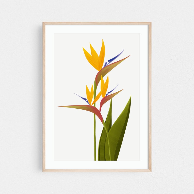 Strelitzia Art - Etsy
