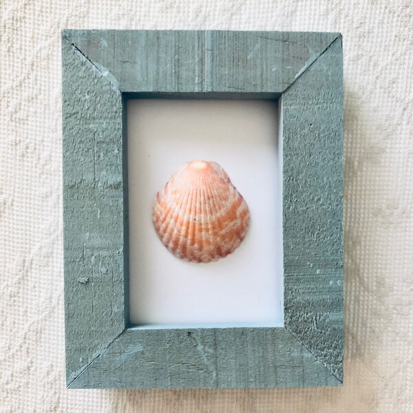Seashell Frame - Etsy