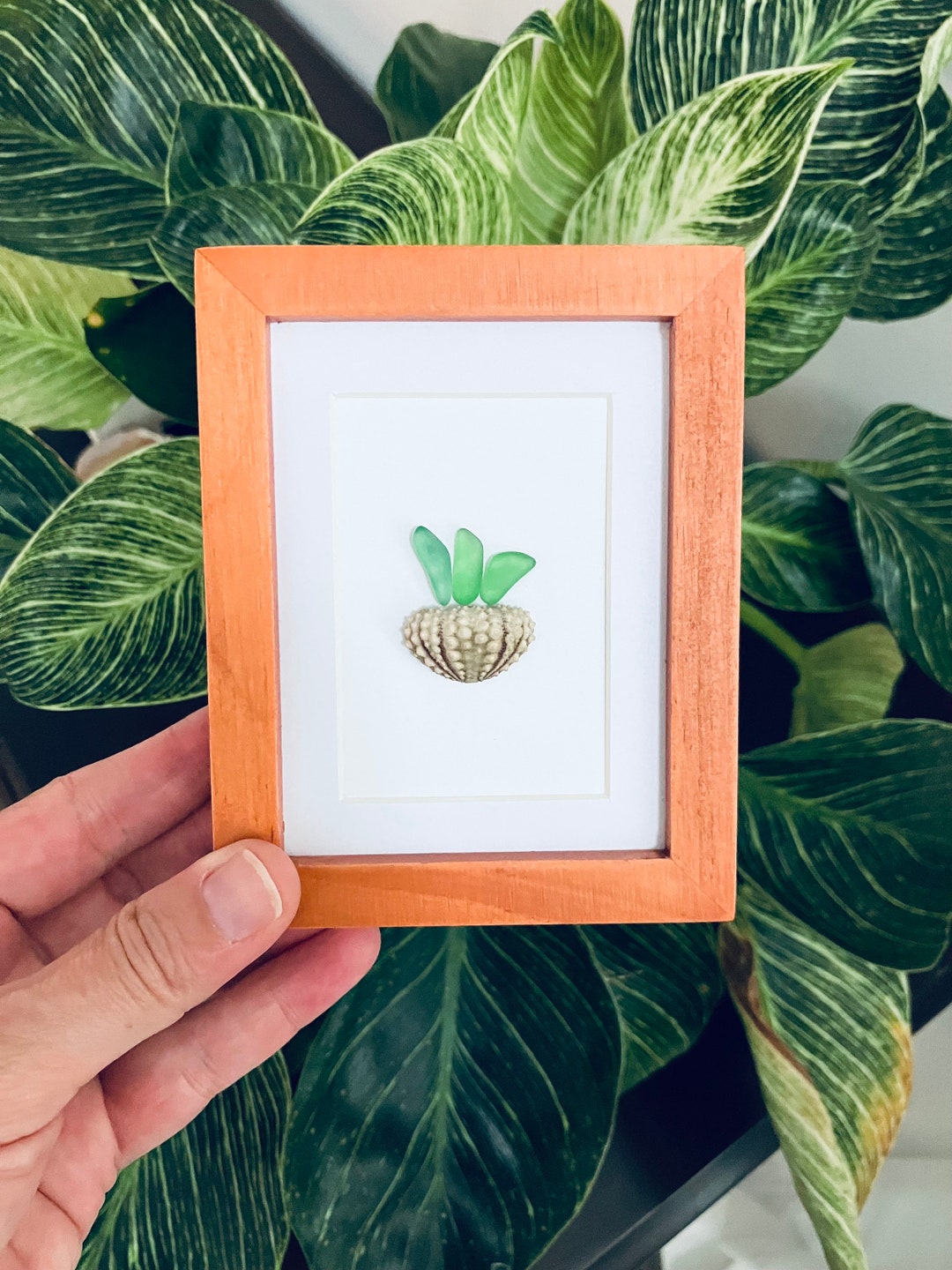 Art végétal en verre de mer encadré Succulentes en verre de mer Art ...