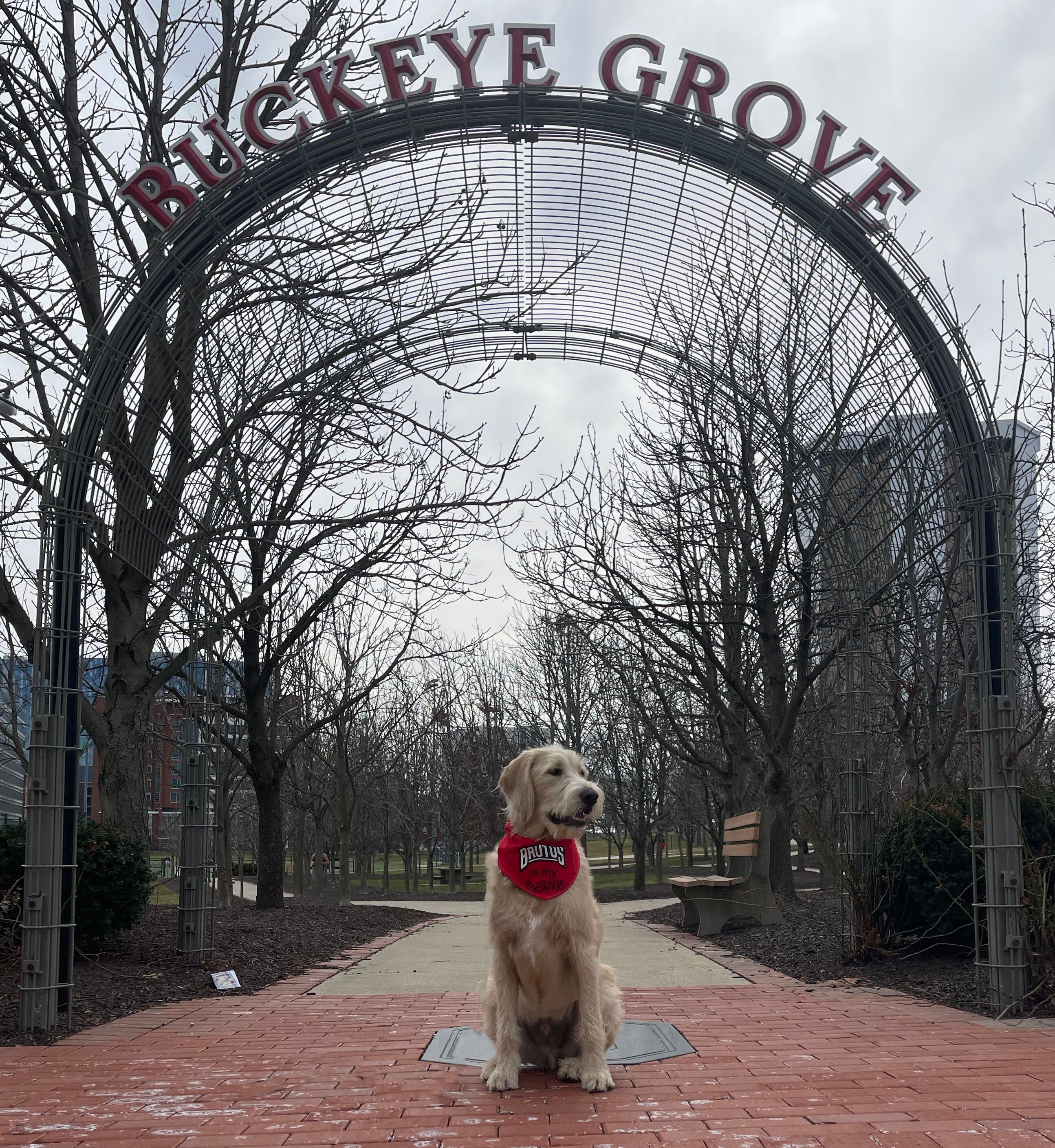 The Ohio State University Dog Bandana buckeye Bandana Brutus Officially ...