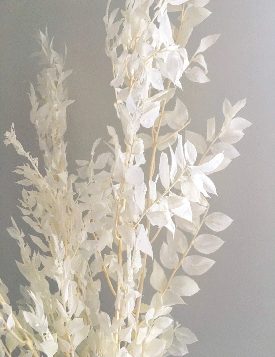 Dried Flowers - Bleached Ruscus - Etsy UK