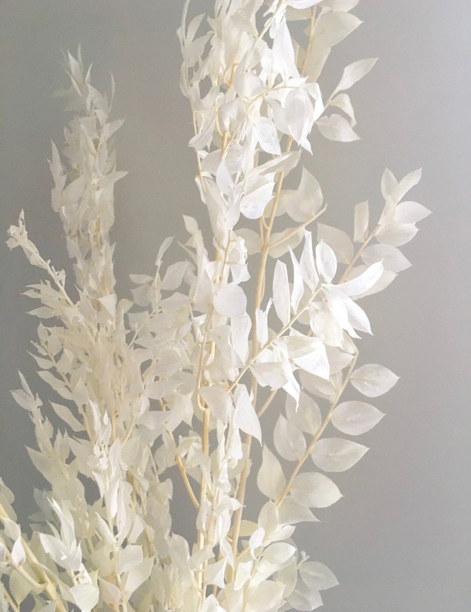 Dried Flowers - Bleached Ruscus - Etsy UK
