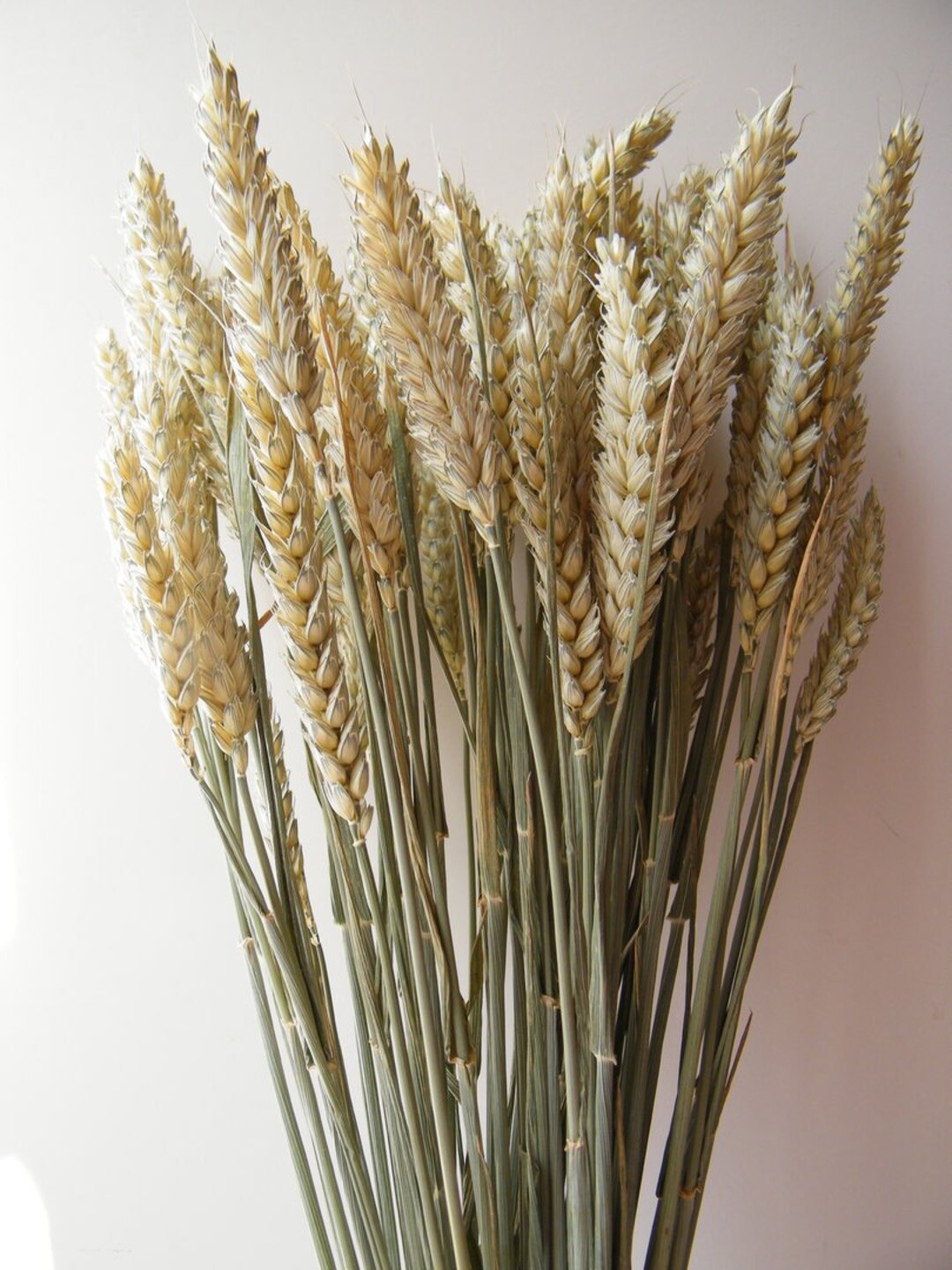 Dried Natural Wheat - Etsy UK