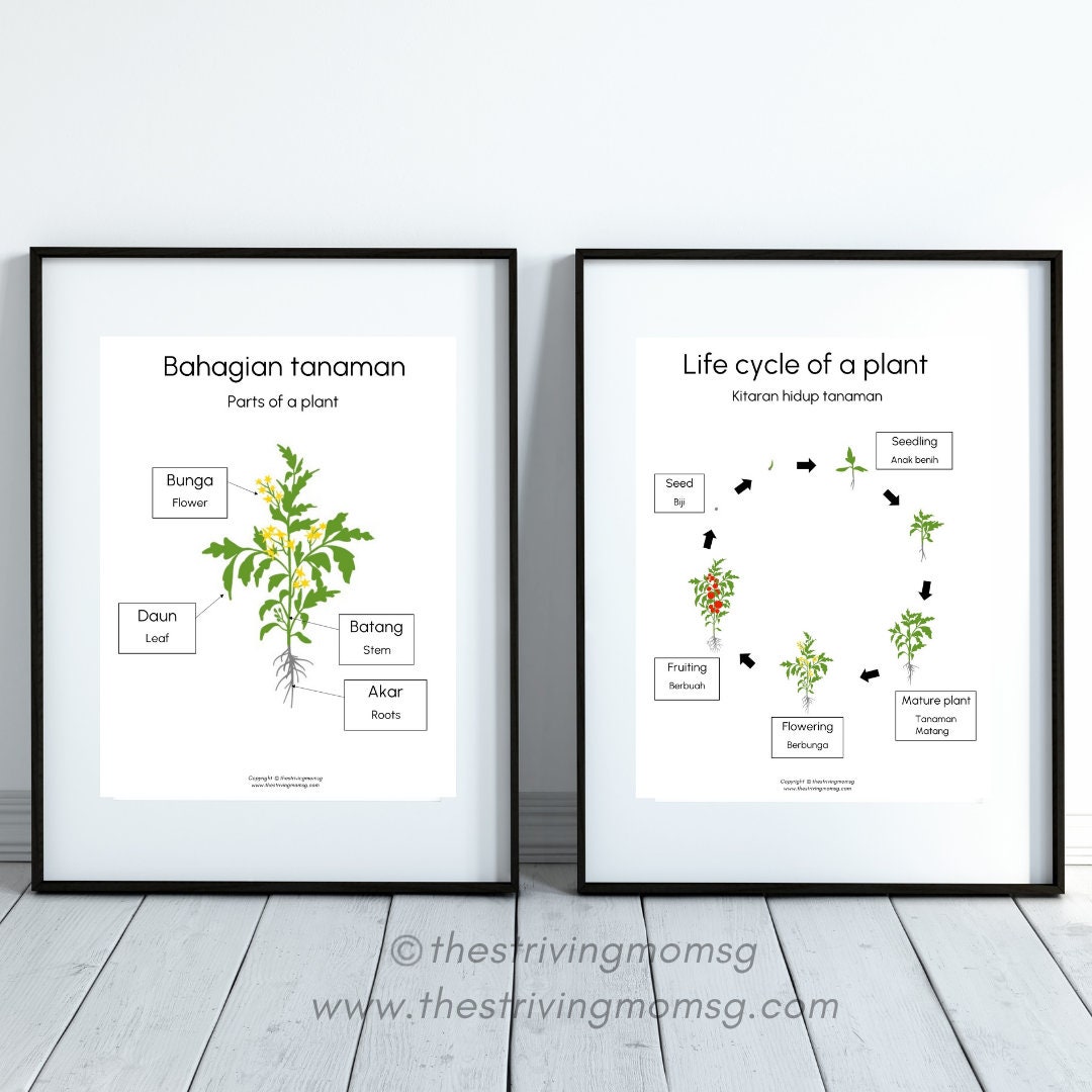 Parts of a Plant & Lifecycle of a Plant (english/malay Printables) - A4 ...