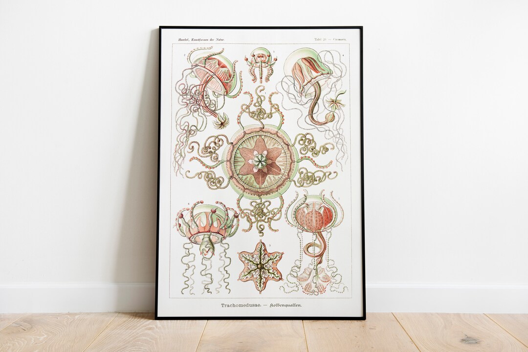 Ernst Haeckel Poster Trachomedusaekolbenquallen Vintage - Etsy
