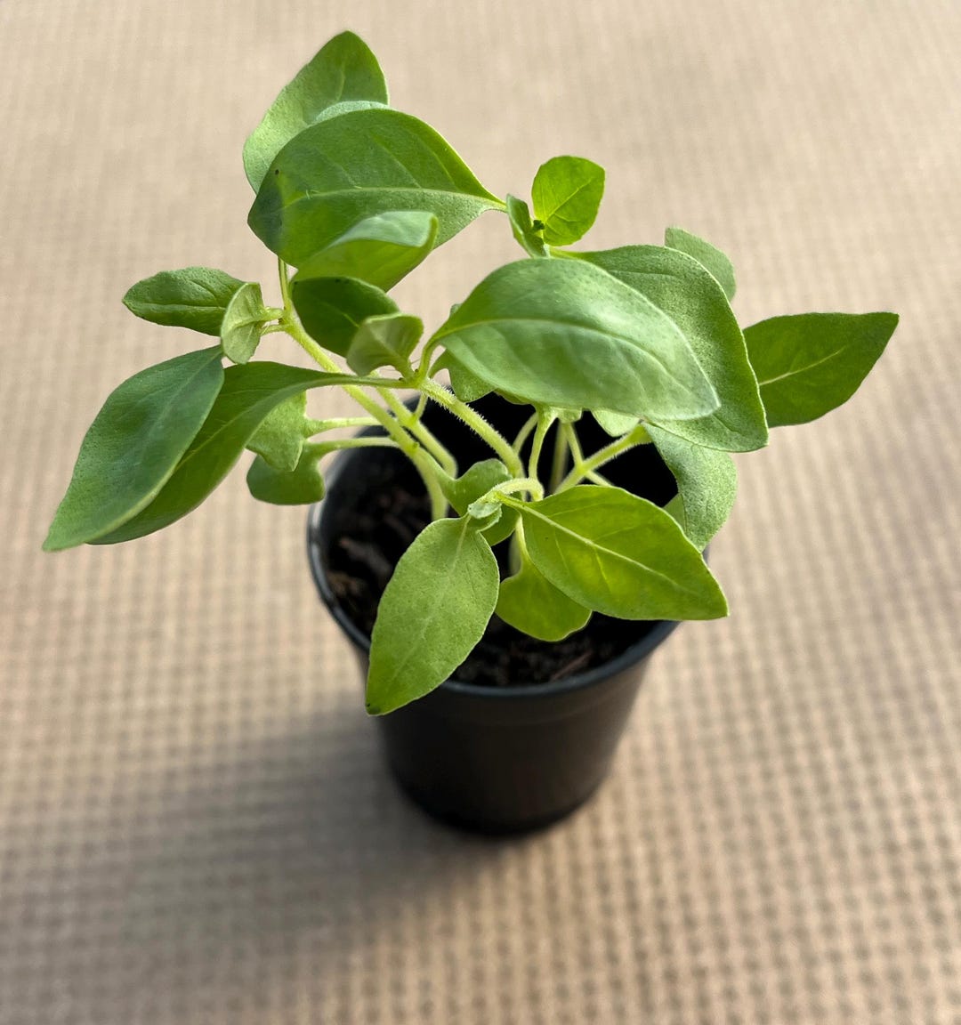 Lime Basil Plugs - 3 Pack - Etsy