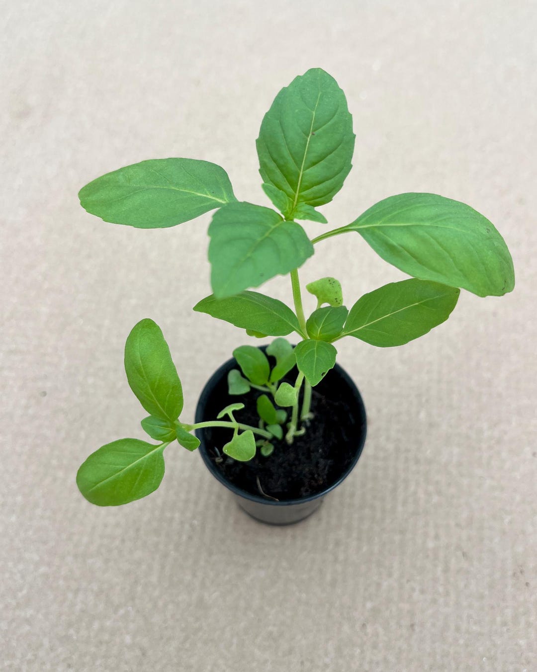 Italian Basil Plug - 3 Pack - Etsy