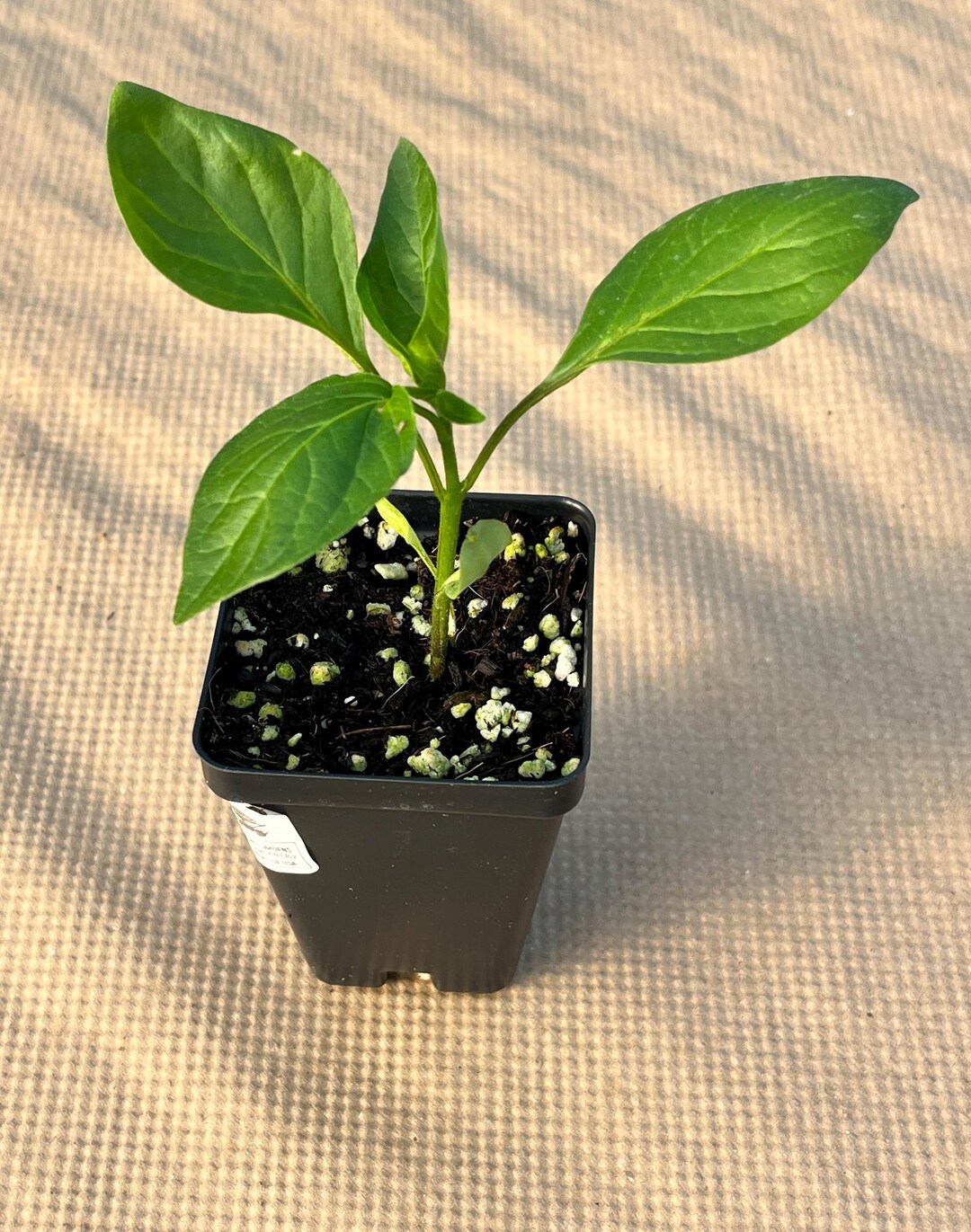 Bishops Crown Pepper (hot) - 3 Pack - Etsy