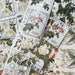 Yier Studio Vintage Flowers | One Loop Sample PET Tape | Flower ...