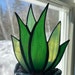 Stained Glass Agave, Stained Glass Succulent plant Only - Etsy