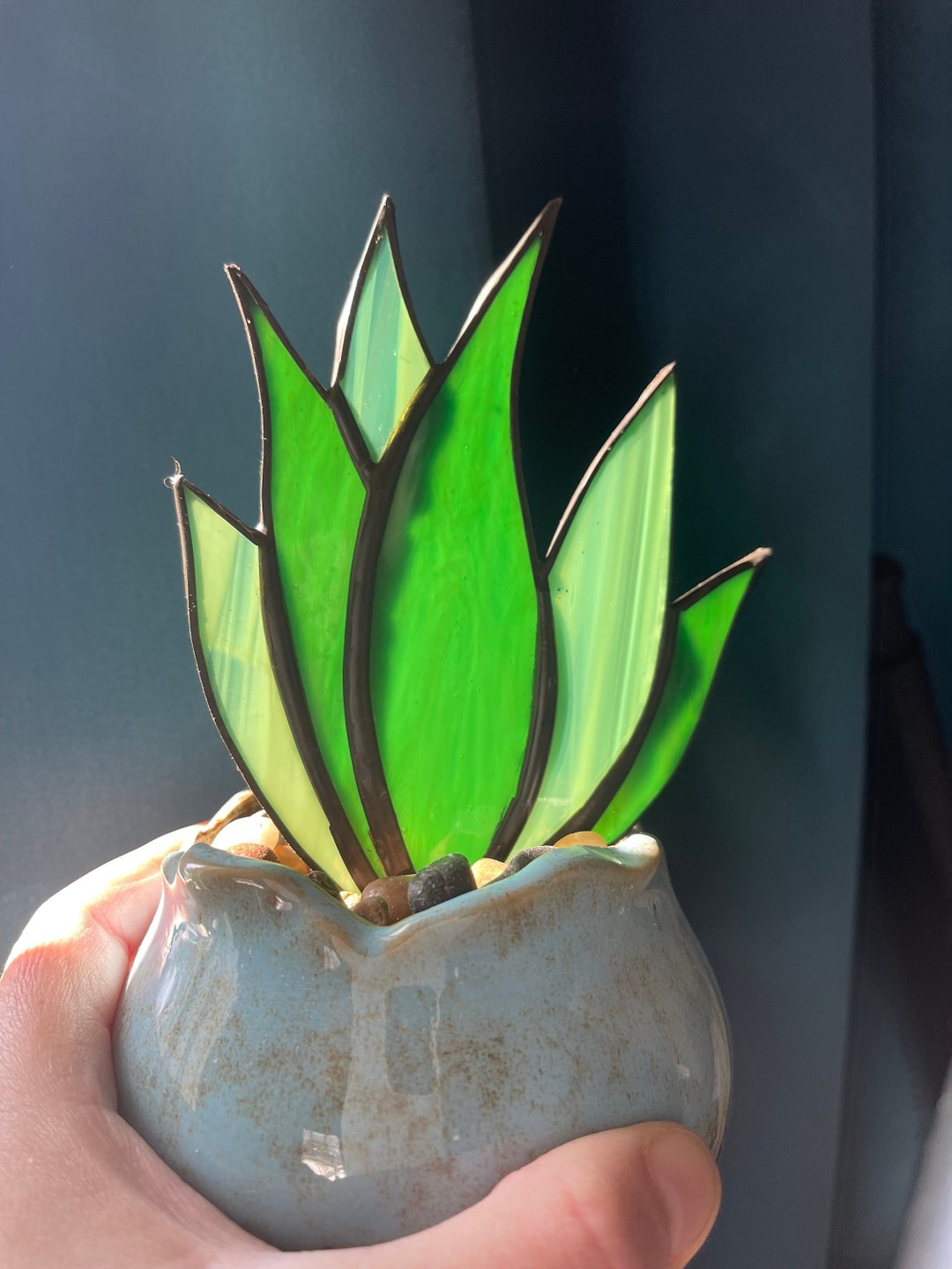 Stained Glass Agave, Stained Glass Succulent plant Only - Etsy