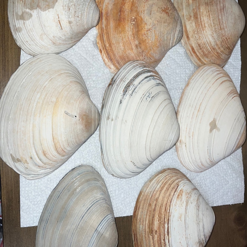 Large Clam Shells - Etsy