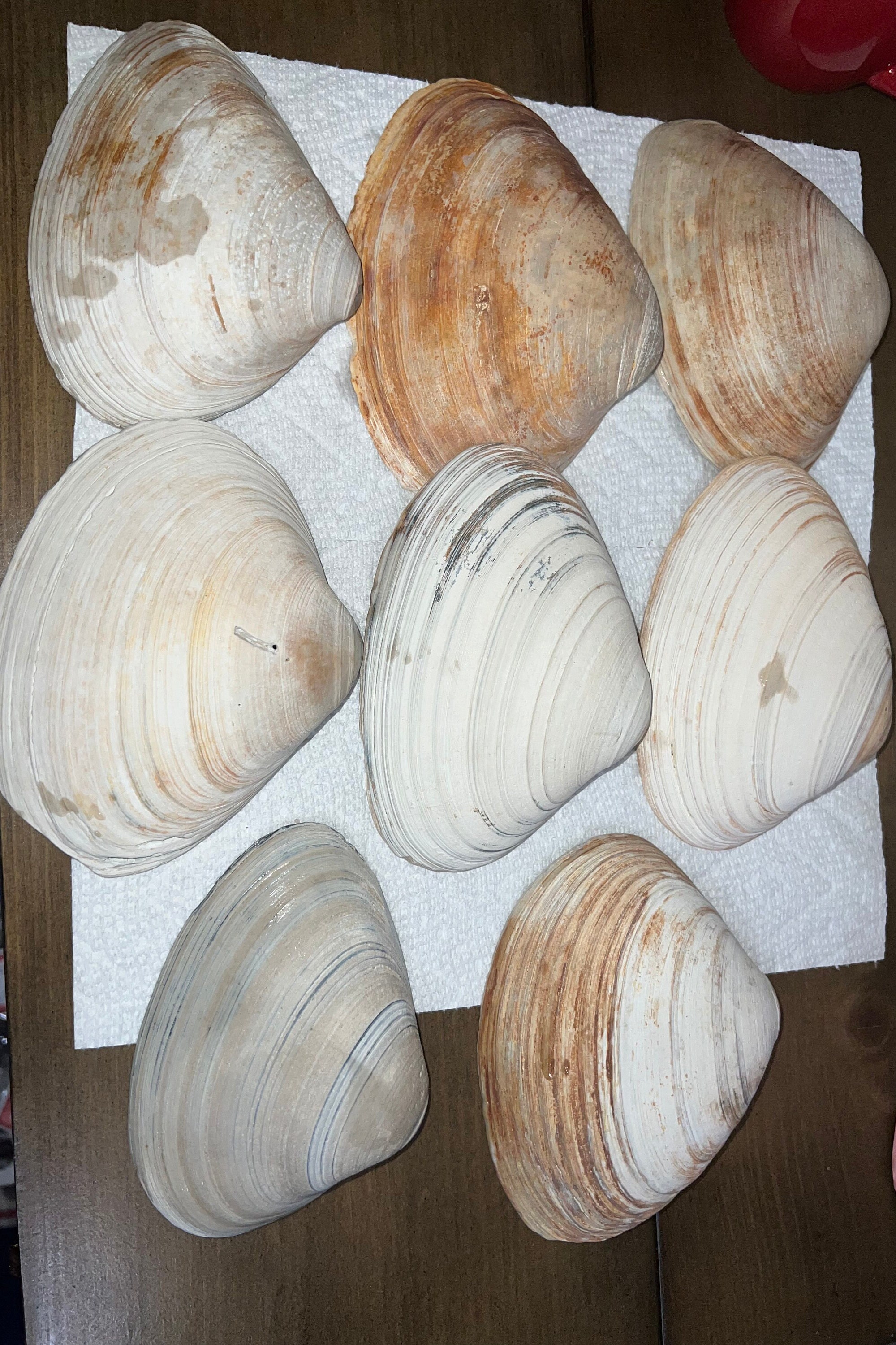 Atlantic Clam Shells 3-4” - Etsy
