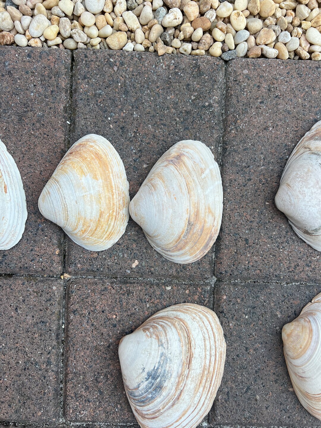 Atlantic Clam Shells (8) 5”-6” - Etsy
