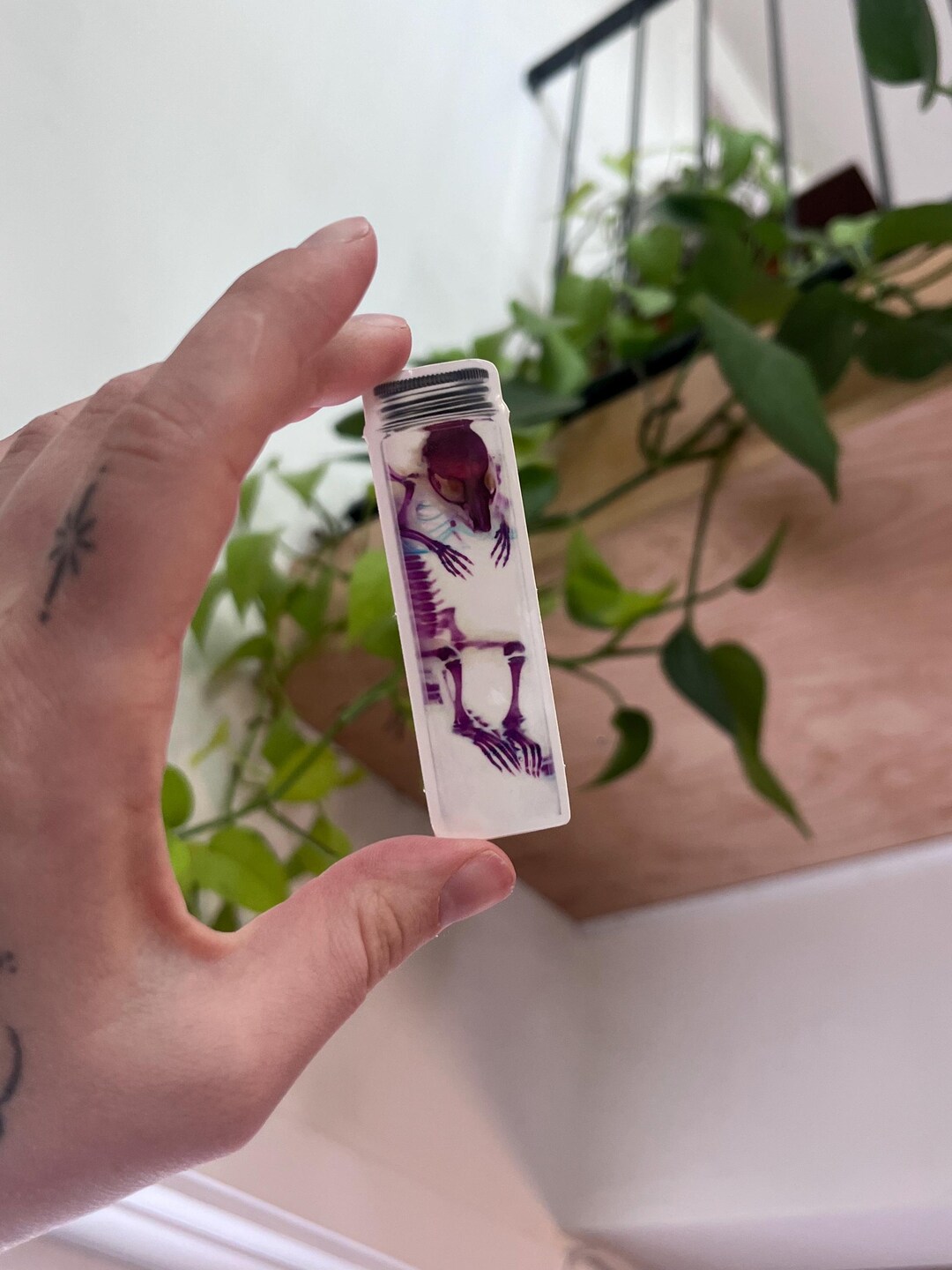 Rat Wet Specimen Diaphonization Skeleton Bones Sticker - Etsy