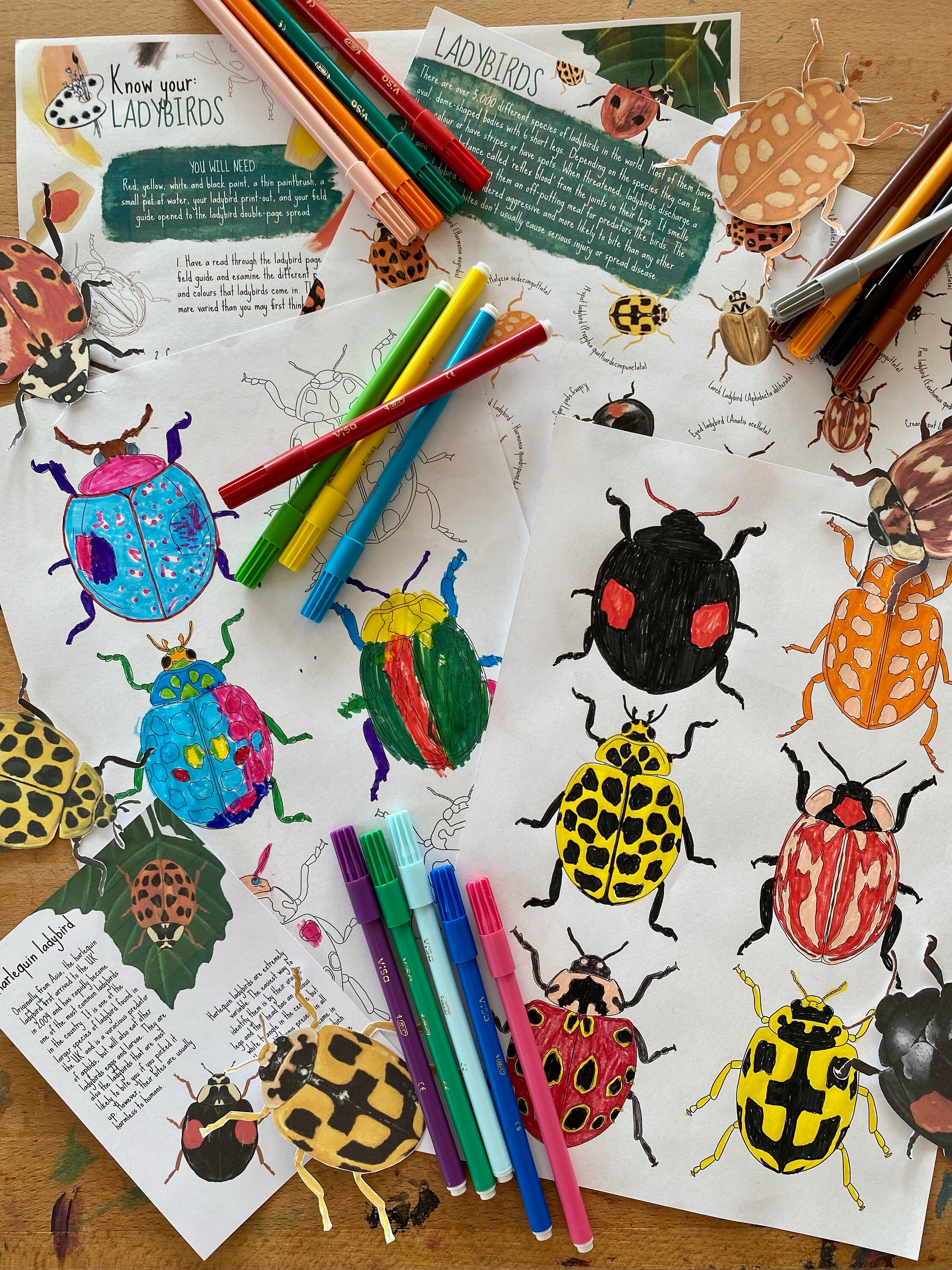 Complete Beetle Unit Study, Spring Learning Pack, Homeschool Bundle ...