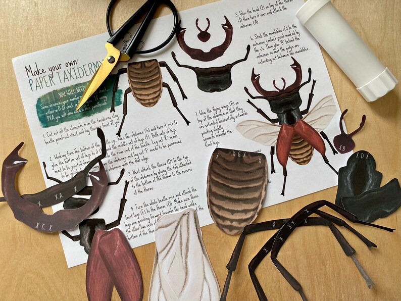 Stag Beetle Paper Taxidermy, Beetle Unit Study, Waldorf Homeschool ...