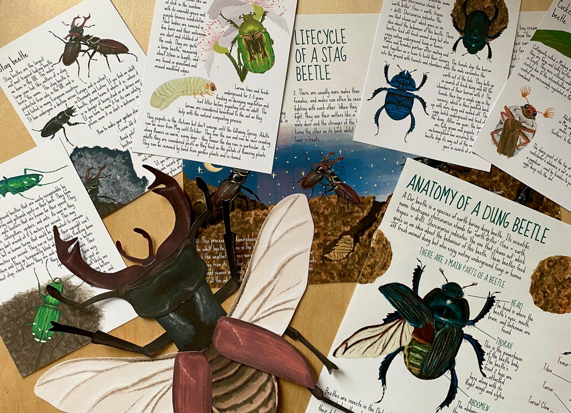 Complete Beetle Unit Study Spring Learning Pack Homeschool - Etsy
