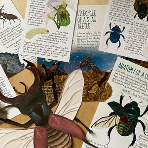 Complete Beetle Unit Study, Spring Learning Pack, Homeschool Bundle ...