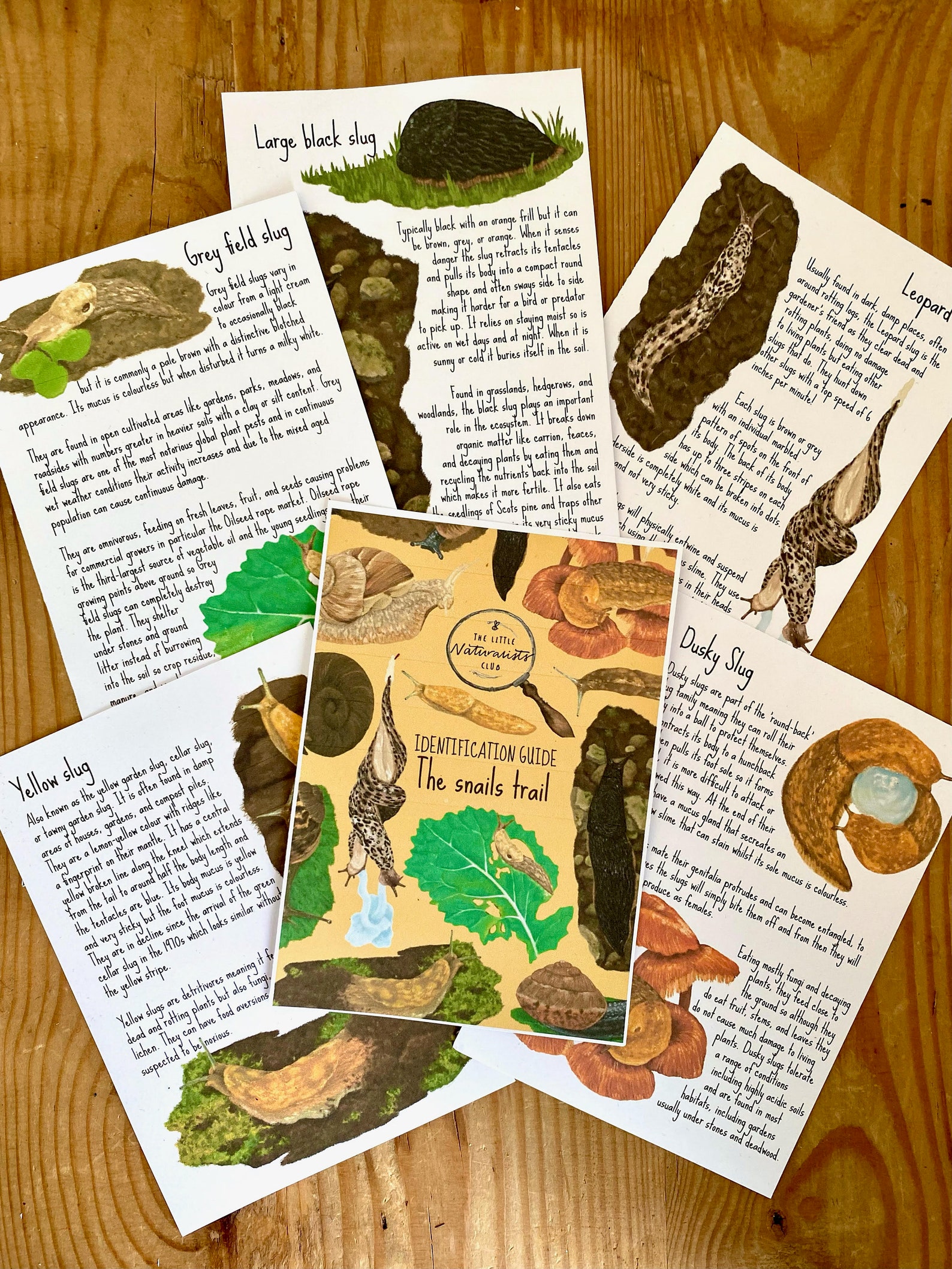 Slugs & Snails Wildlife Identification Cards / Booklet, Snail Unit ...