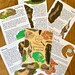 Slugs & Snails Wildlife Identification Cards / Booklet, Snail Unit ...