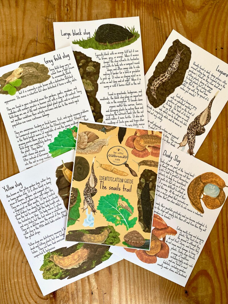 Slugs & Snails Wildlife Identification Cards / Booklet, Snail Unit ...