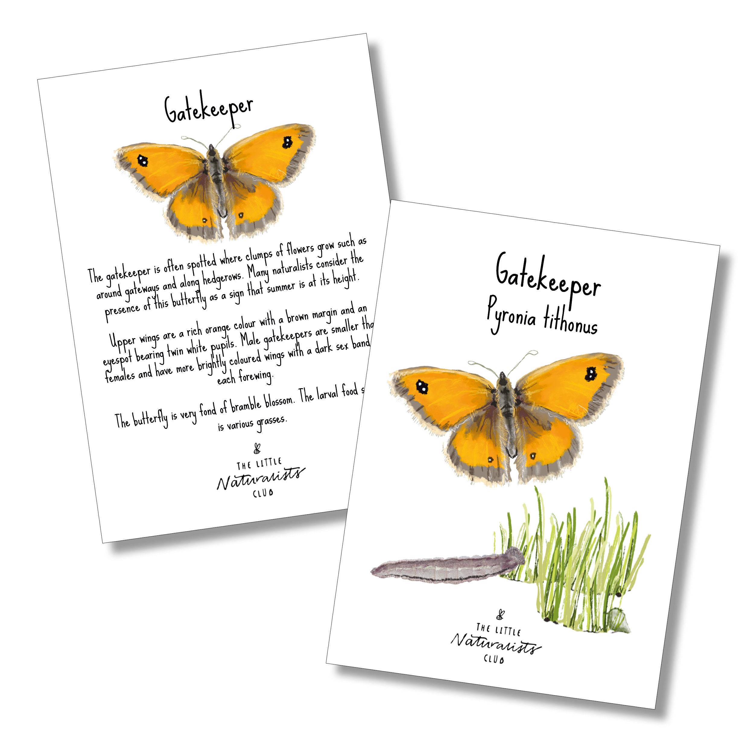 Butterflies Flashcards, Butterfly Unit Study, Spring Activities ...