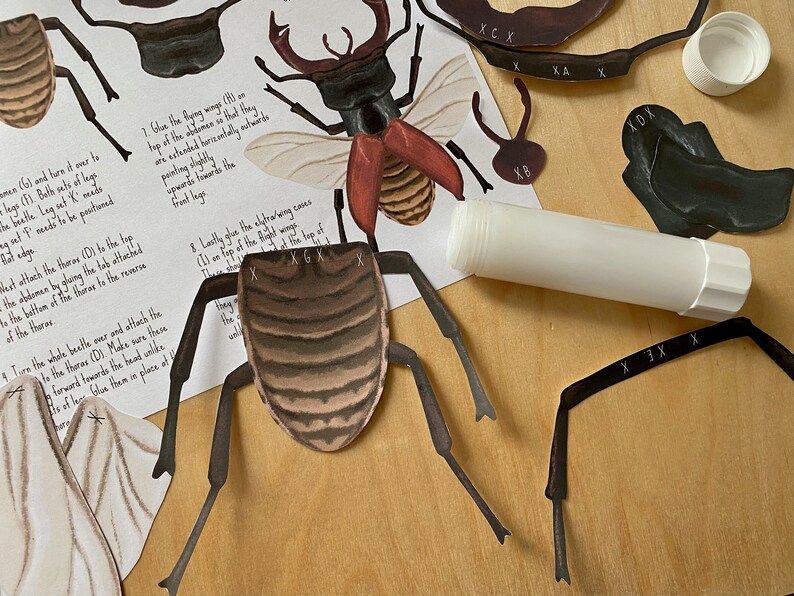Stag Beetle Paper Taxidermy, Beetle Unit Study, Waldorf Homeschool ...
