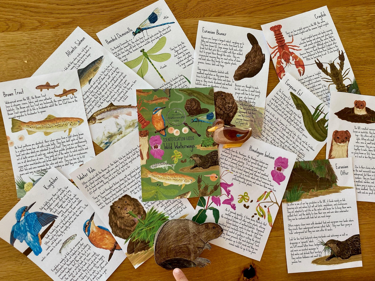 River Wildlife Identification Cards /booklet, Waterways Unit, Summer ...