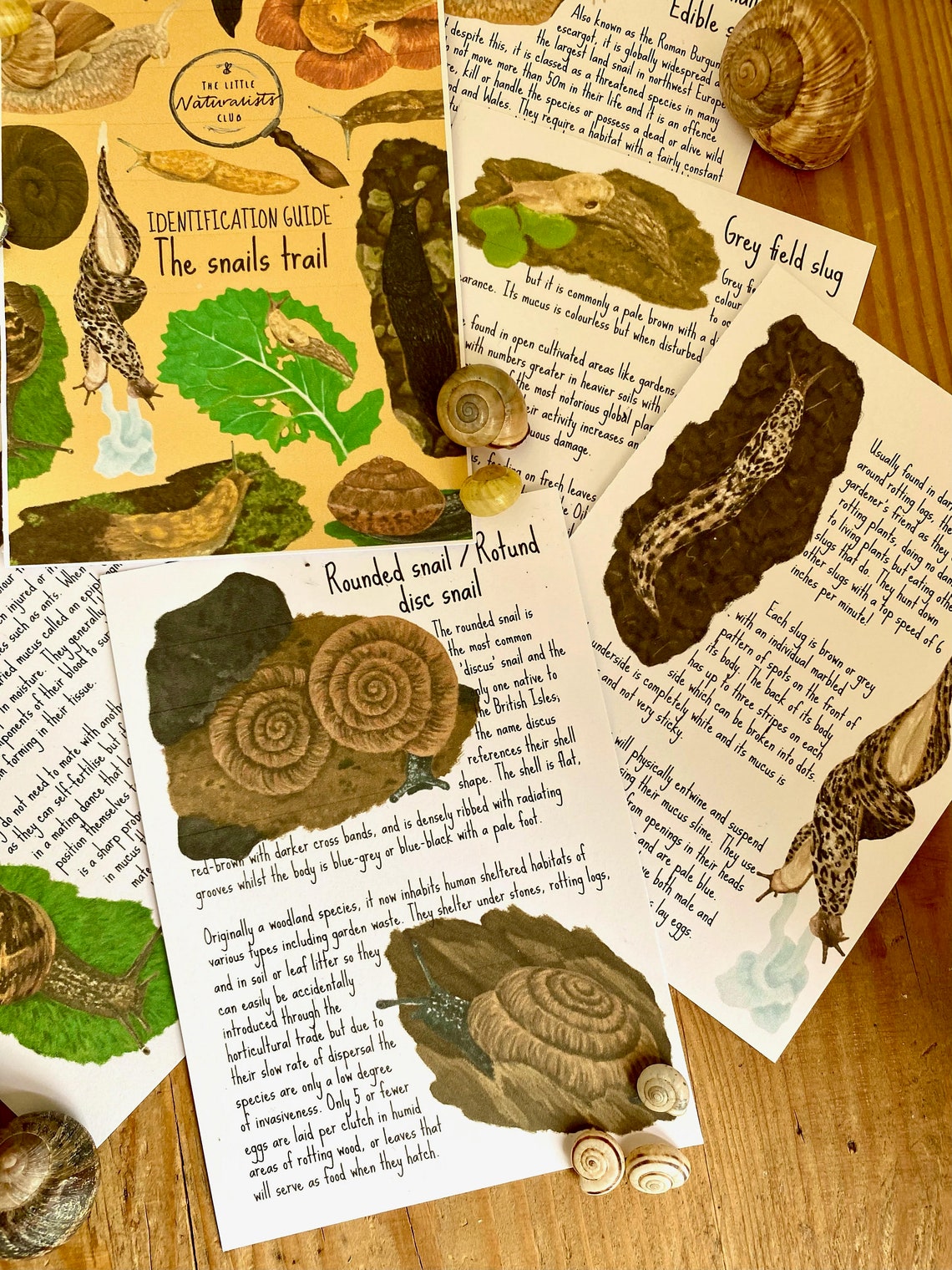 Slugs & Snails Wildlife Identification Cards / Booklet, Snail Unit ...